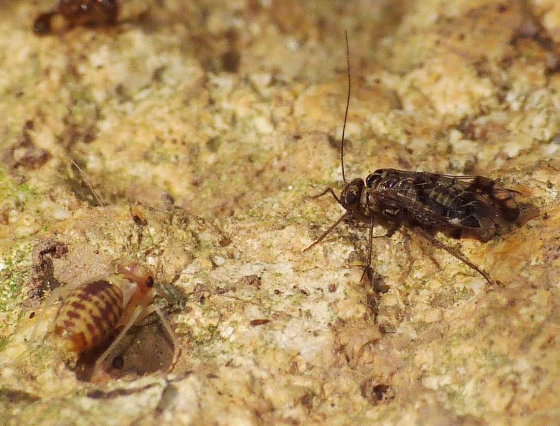 Psocotteri sotto una pietra , Natura Mediterraneo | Forum Naturalistico