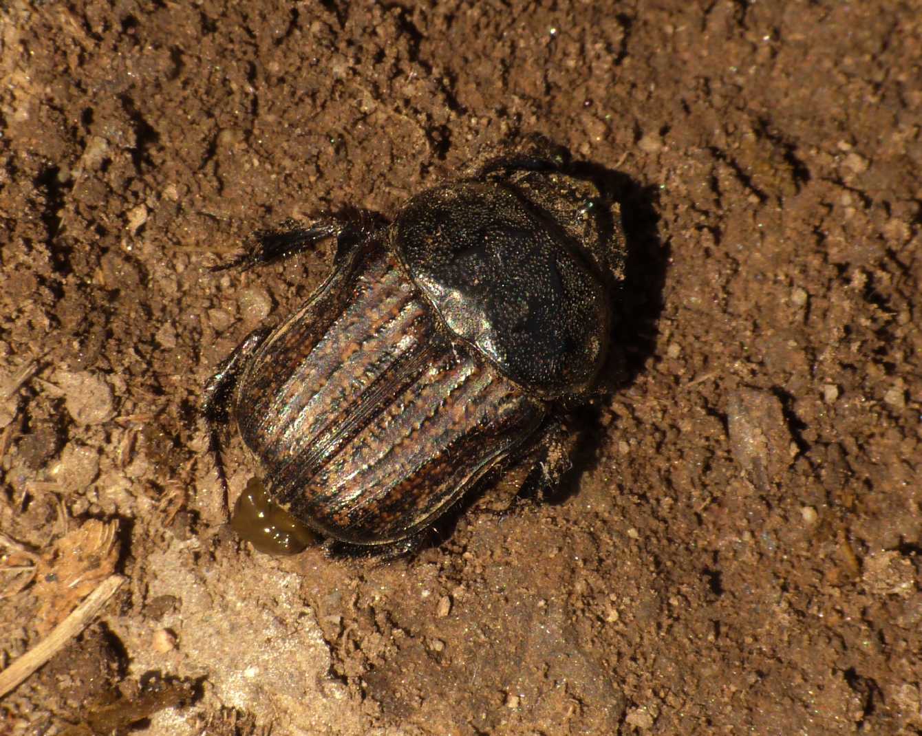 Scarabeo gallurese - Cheironitis irroratus , Natura Mediterraneo ...