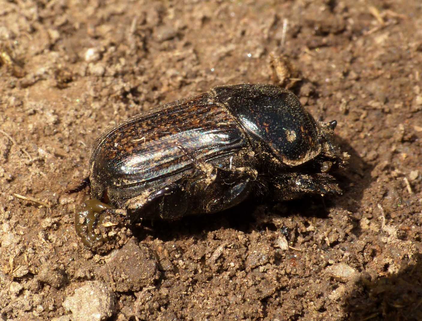 Scarabeo gallurese - Cheironitis irroratus , Natura Mediterraneo ...