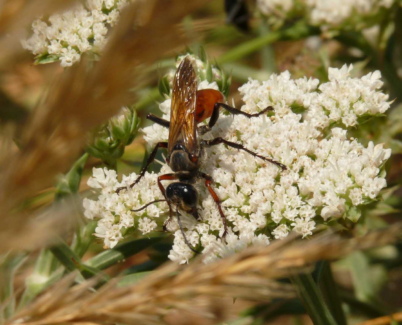 Carrellata di Sphex , Natura Mediterraneo | Forum Naturalistico