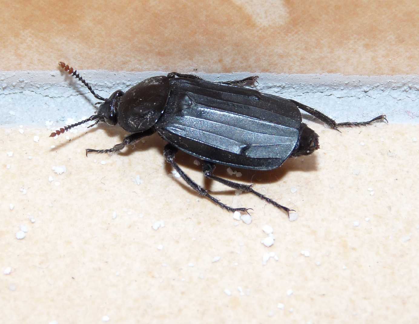 Necrodes littoralis (Coleoptera, Silphidae) , Natura Mediterraneo ...