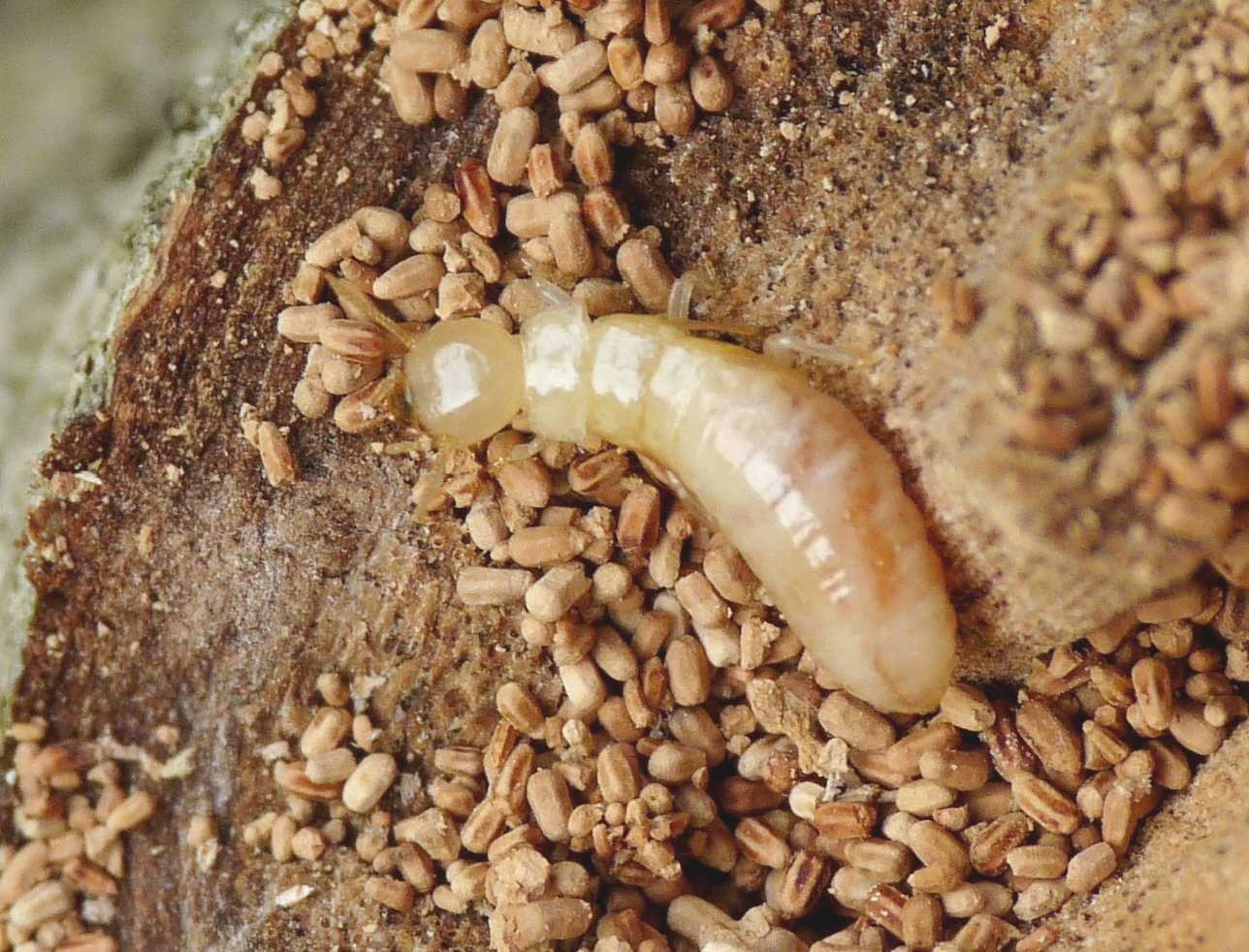 Termiti Reticulitermes lucifugus , Natura Mediterraneo | Forum ...