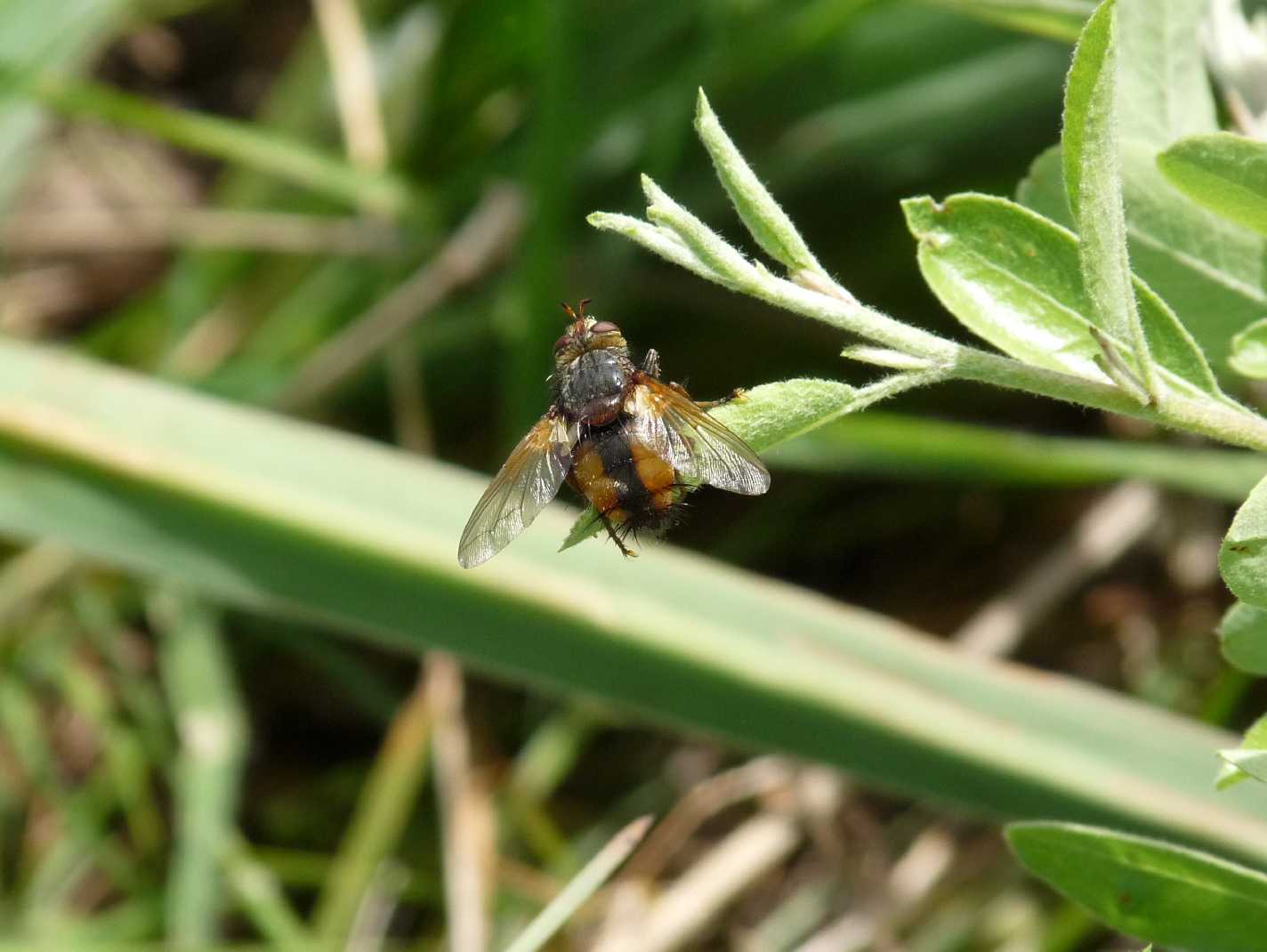 Tachina sp. (Tachinidae) , Natura Mediterraneo | Forum Naturalistico