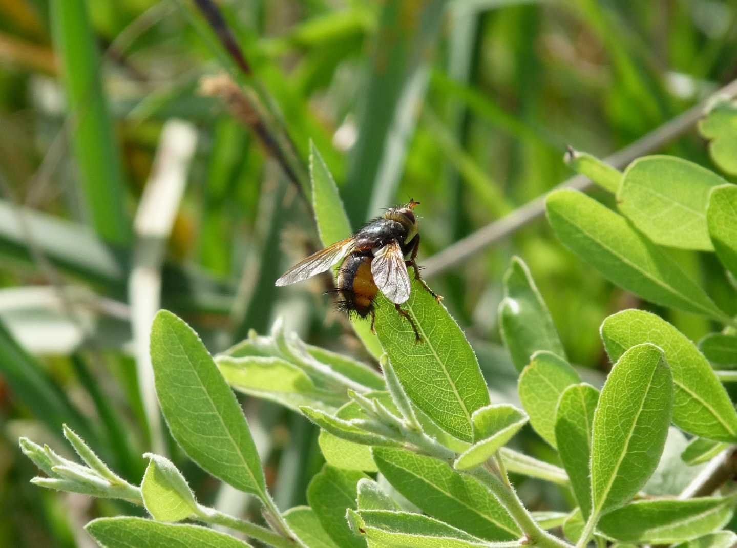 Tachina sp. (Tachinidae) , Natura Mediterraneo | Forum Naturalistico