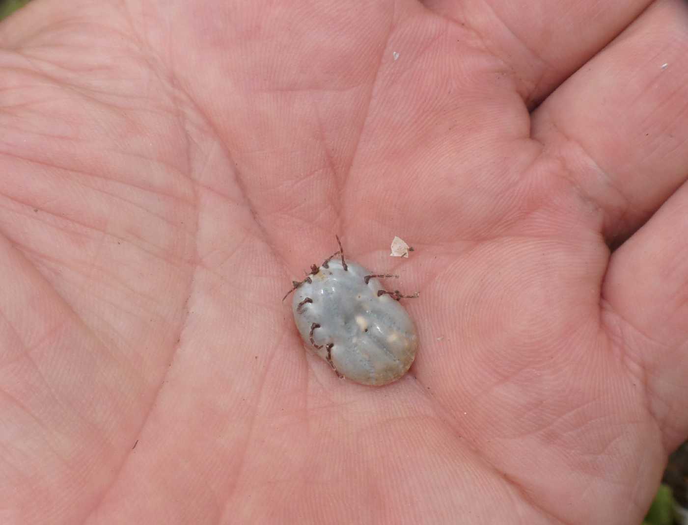 Zecca gigante prossima a deporre , Natura Mediterraneo | Forum ...