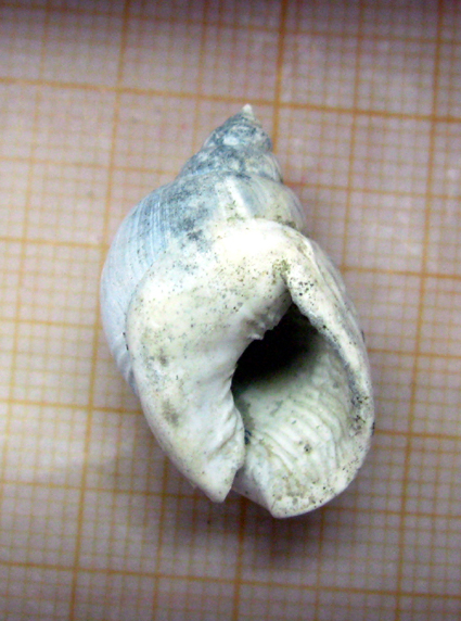 Nassarius mutabilis , Natura Mediterraneo | Forum Naturalistico