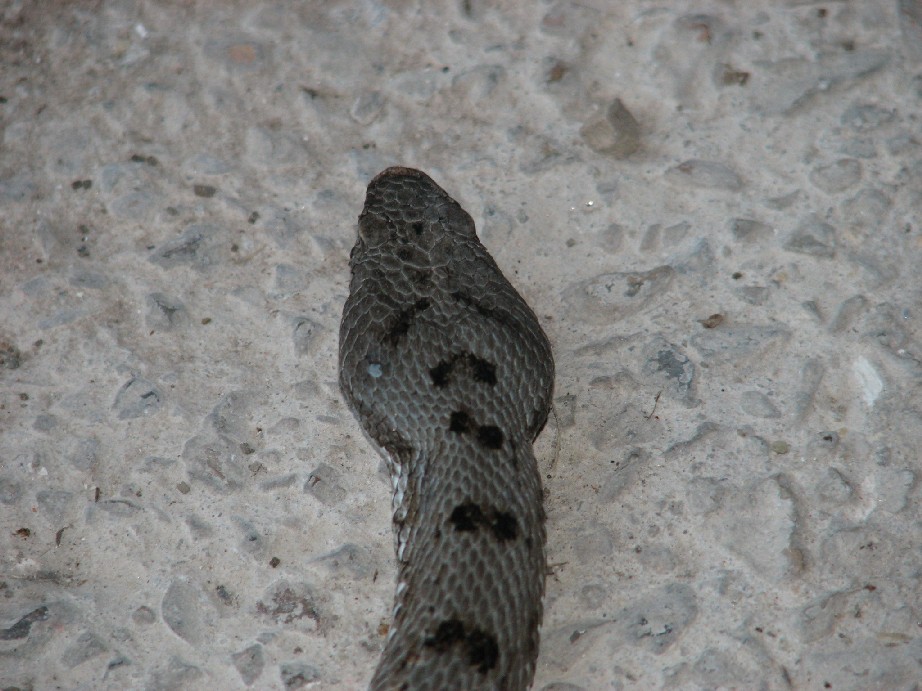 Alcune foto di vipere in natura , Natura Mediterraneo | Forum Naturalistico