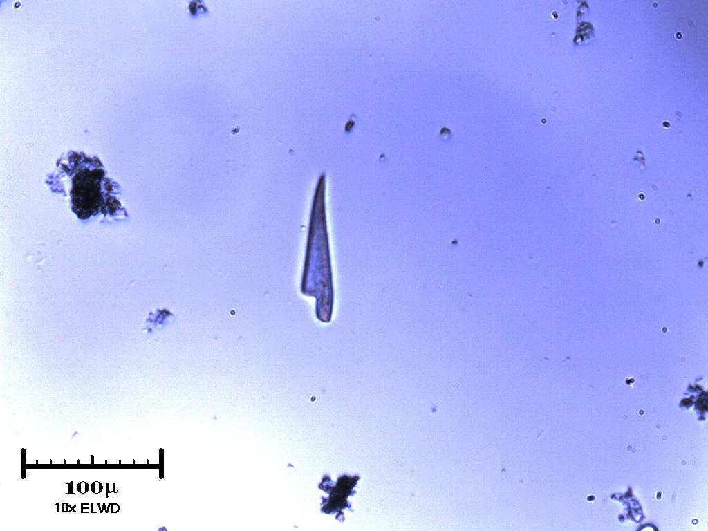 INCREDIBILE essere alieno , Natura Mediterraneo | Forum Naturalistico