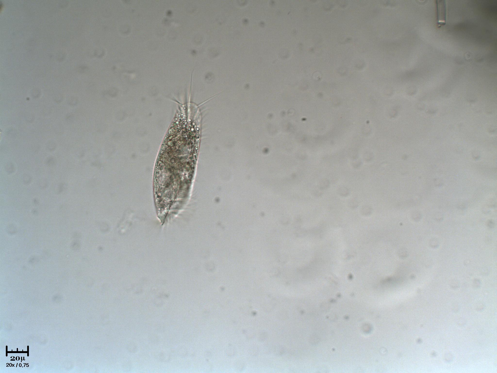 Stylonychia sp. , Natura Mediterraneo | Forum Naturalistico