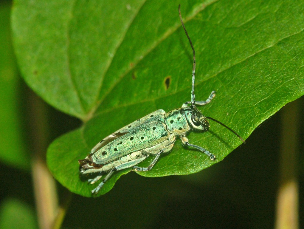 Un Cerambicide con i puntini: Saperda punctata , Natura Mediterraneo ...