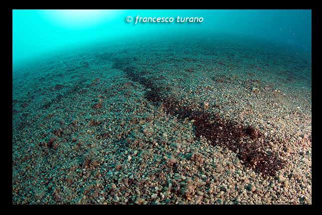 Strano comportamento Bittium sp. , Natura Mediterraneo | Forum ...