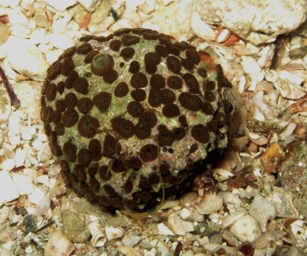 Cliona spp. , Natura Mediterraneo | Forum Naturalistico