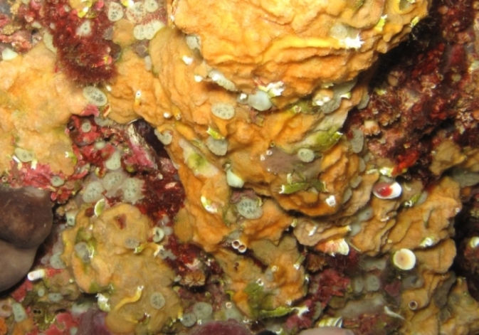 Cliona spp. , Natura Mediterraneo | Forum Naturalistico