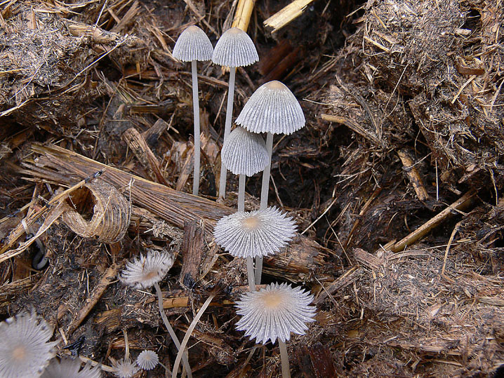 Funghetti , Natura Mediterraneo | Forum Naturalistico