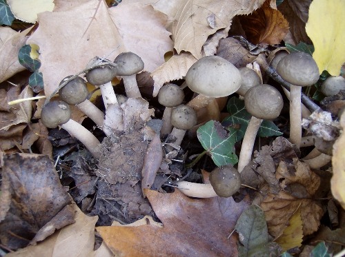 funghi su ceppo tagliato , Natura Mediterraneo | Forum Naturalistico