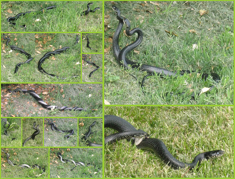 Le bisce di casa mia - Hierophis viridiflavus , Natura Mediterraneo ...