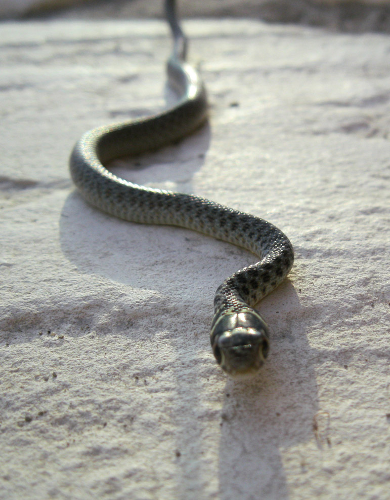 Le bisce di casa mia - Hierophis viridiflavus , Natura Mediterraneo ...