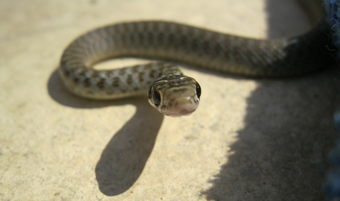 Le bisce di casa mia - Hierophis viridiflavus , Natura Mediterraneo ...