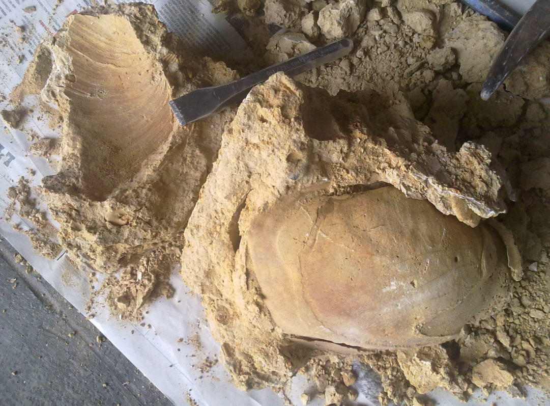 Dubbio determinazione Panopea , Natura Mediterraneo | Forum Naturalistico