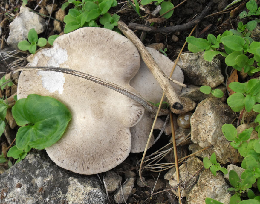 Fungo da ferla? , Natura Mediterraneo | Forum Naturalistico