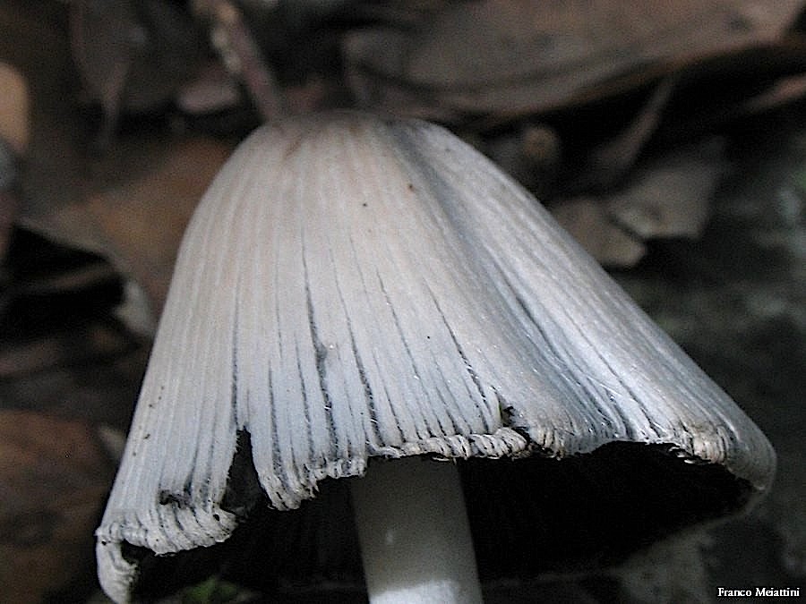 Coprinus o Coprinellus?(Coprinus sp.) , Natura Mediterraneo | Forum ...