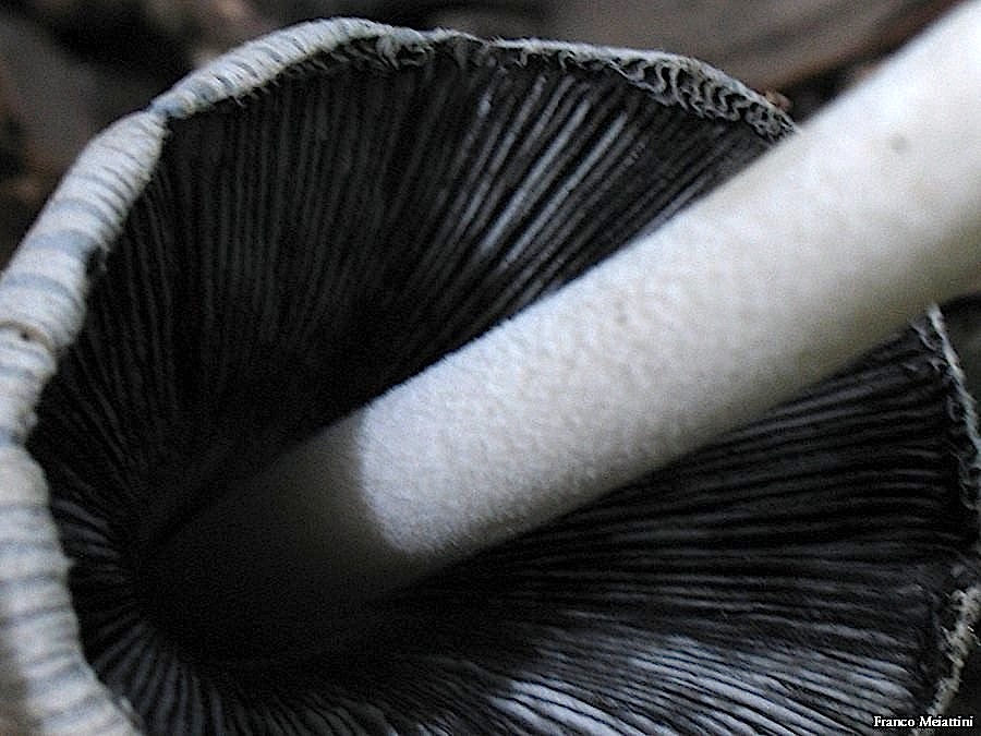 Coprinus o Coprinellus?(Coprinus sp.) , Natura Mediterraneo | Forum ...