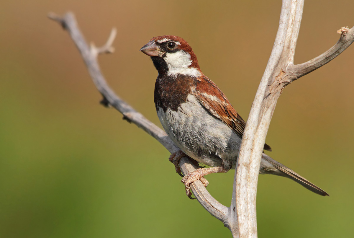 Passeri , Natura Mediterraneo | Forum Naturalistico