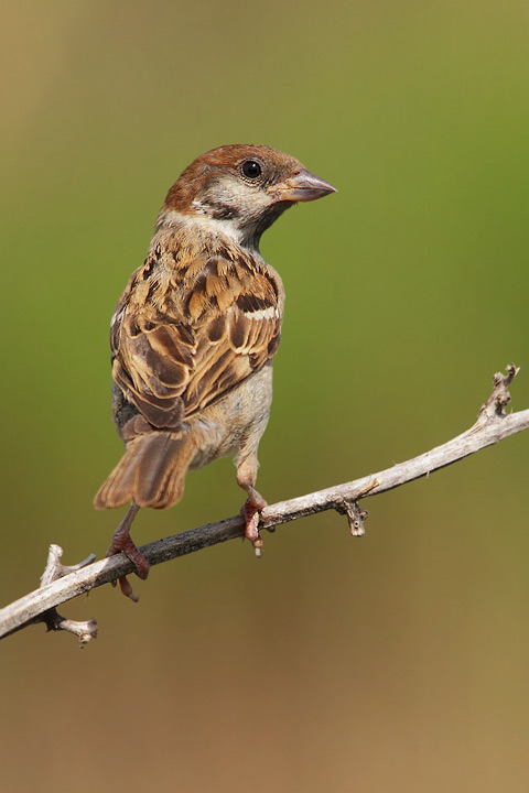 Passeri , Natura Mediterraneo | Forum Naturalistico