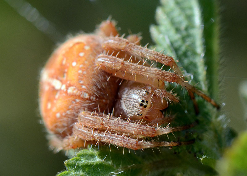 Araneus diadematus , Natura Mediterraneo | Forum Naturalistico