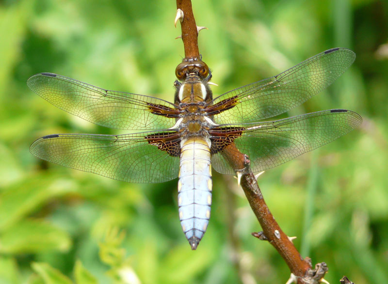 libellula da identificare: Libellula depressa , Natura Mediterraneo ...
