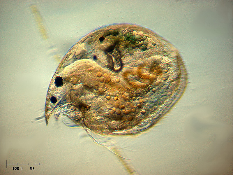 Chydorus sp. , Natura Mediterraneo | Forum Naturalistico