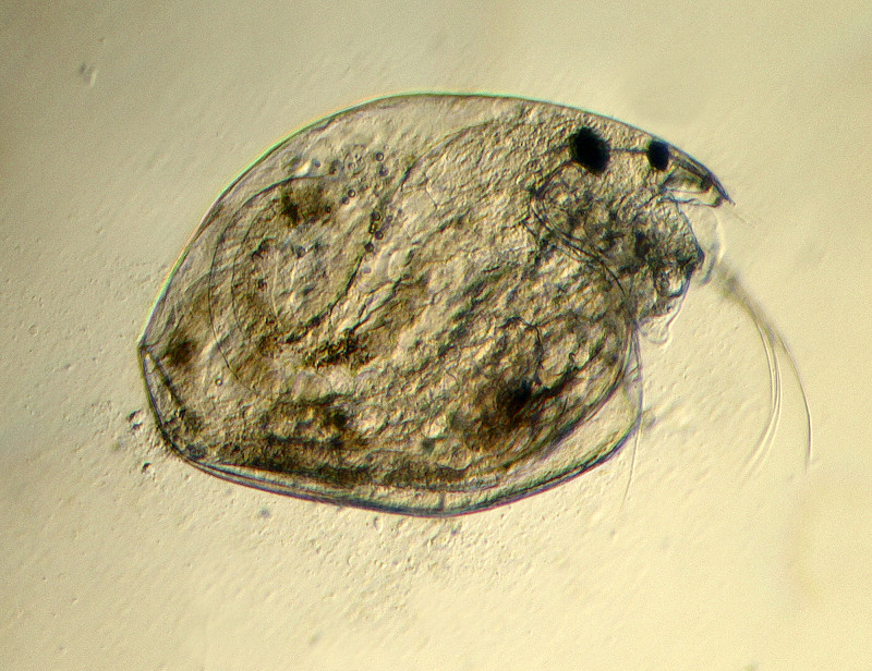 cladocero , Natura Mediterraneo | Forum Naturalistico