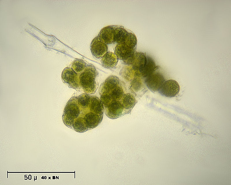 Coelastrum sp. .....forse , Natura Mediterraneo | Forum Naturalistico