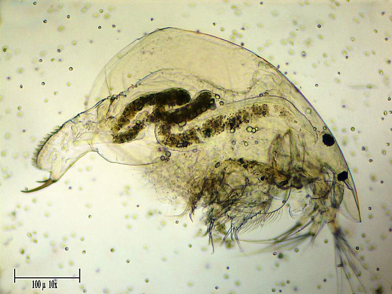 Alona sp. , Natura Mediterraneo | Forum Naturalistico