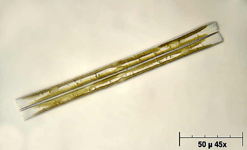 Synedra sp. ?? , Natura Mediterraneo | Forum Naturalistico