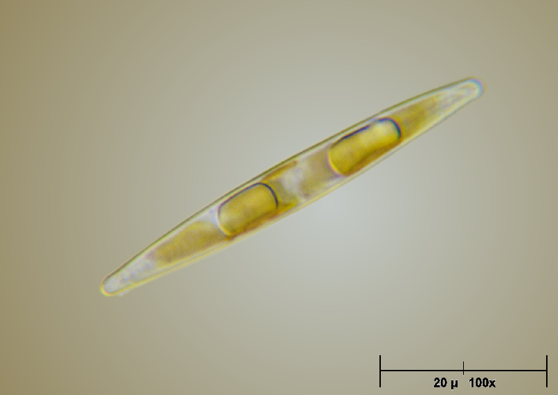 Navicula sp. , Natura Mediterraneo | Forum Naturalistico
