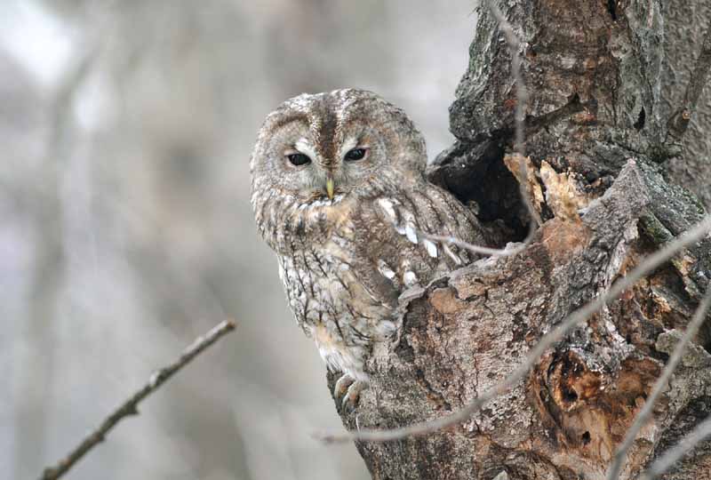 Allocco , Natura Mediterraneo | Forum Naturalistico