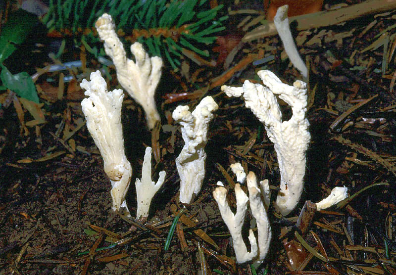 da determinare , Natura Mediterraneo | Forum Naturalistico