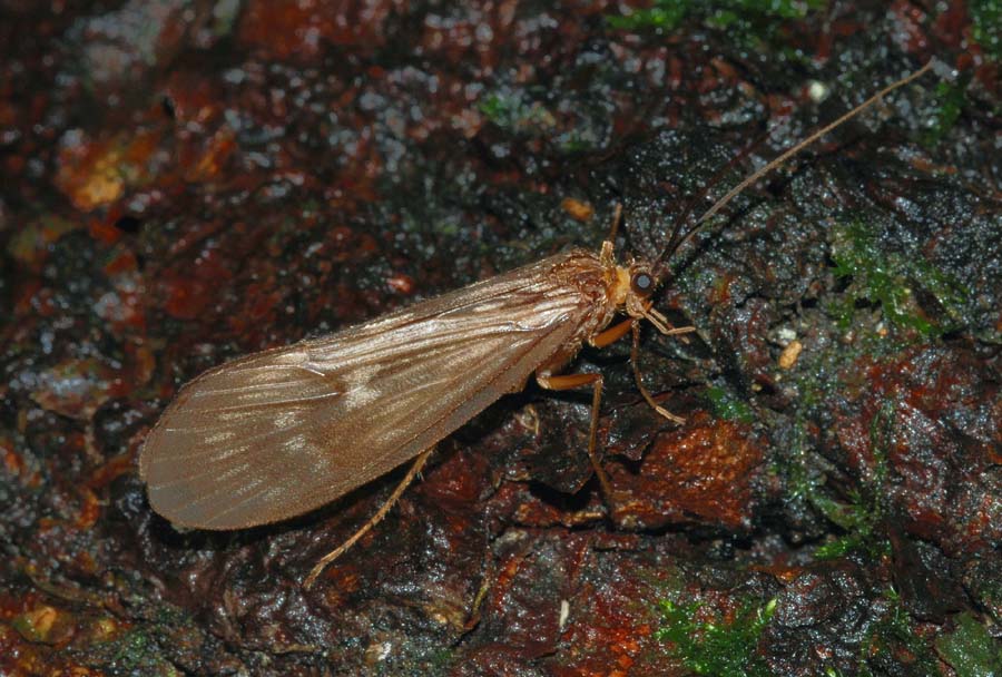 Trichoptera , Natura Mediterraneo | Forum Naturalistico