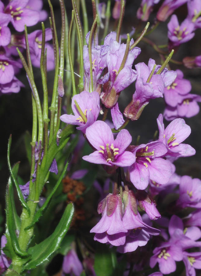 Arabis collina subsp. rosea / Arabetta rosea , Natura Mediterraneo ...