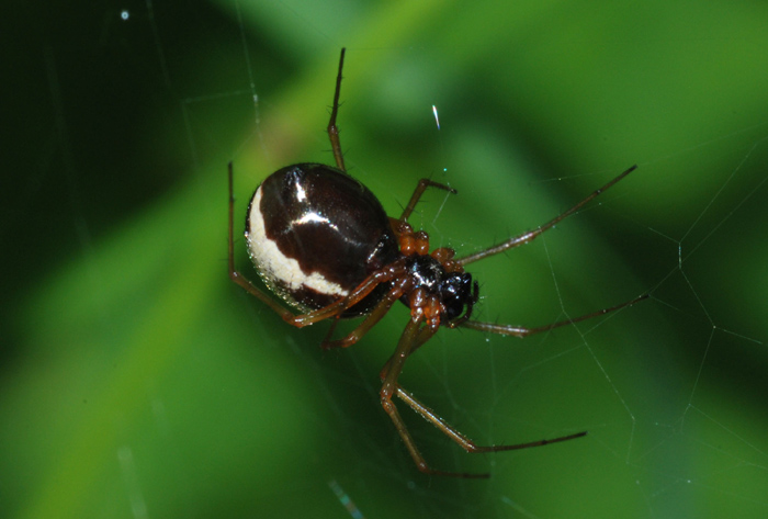 Linyphiidae , Natura Mediterraneo | Forum Naturalistico