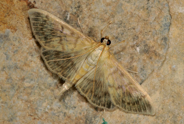 Crambidae 16° , Natura Mediterraneo | Forum Naturalistico