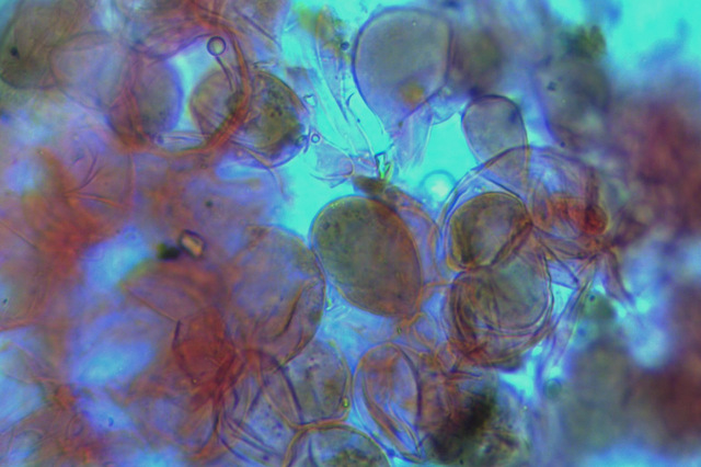 Pluteus cinereofuscus J.E. Lange, , Natura Mediterraneo | Forum ...