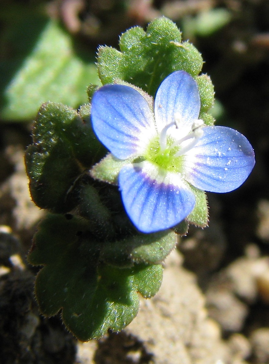 Veronica sp. , Natura Mediterraneo | Forum Naturalistico