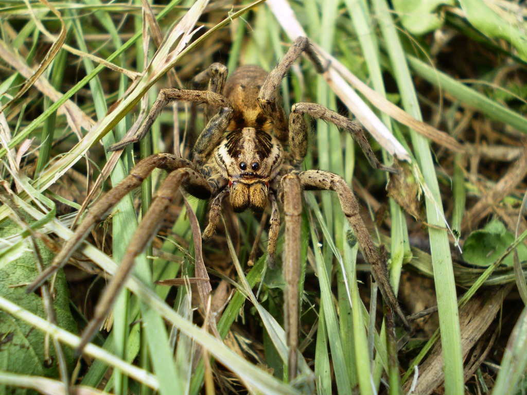Hogna radiata , Natura Mediterraneo | Forum Naturalistico