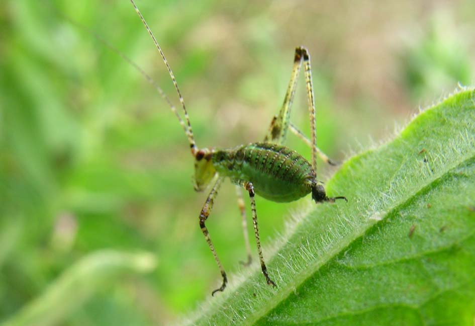 Phaneropteridae , Natura Mediterraneo | Forum Naturalistico
