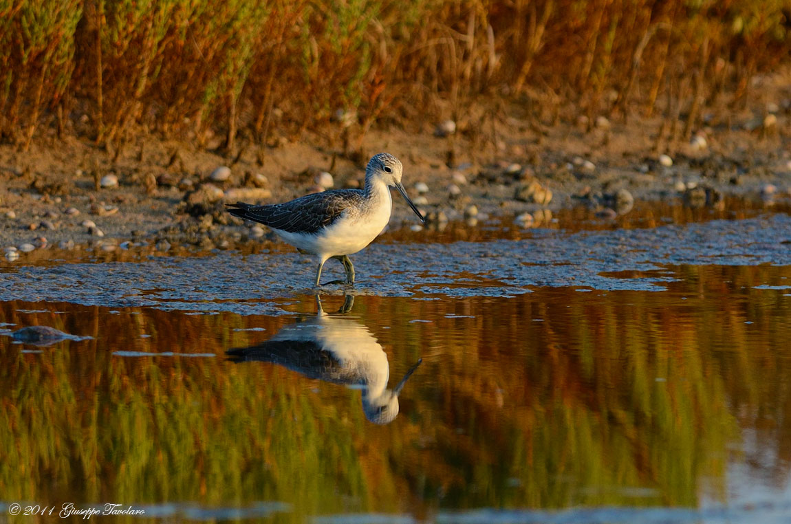 Pantana (Tringa nebularia) , Natura Mediterraneo | Forum Naturalistico