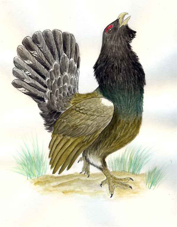 Gallo cedrone , Natura Mediterraneo | Forum Naturalistico