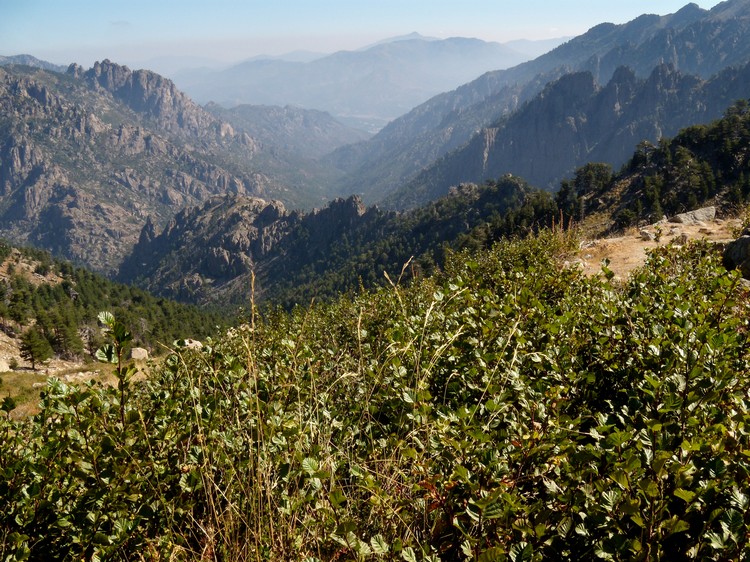 Alnus viridis / Ontano verde , Natura Mediterraneo | Forum Naturalistico