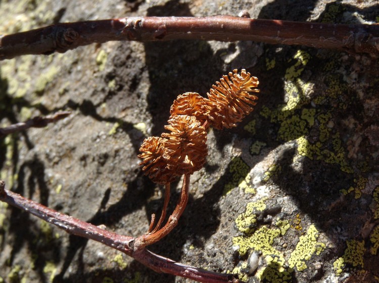 Alnus viridis / Ontano verde , Natura Mediterraneo | Forum Naturalistico